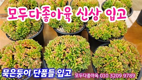 오늘은 모두다좋아육 신상 입고💕묵은둥이 단품들도 많이 입고 되었어요💕 모두다좋아육 010 3209 9789 전국택배가능 유료광고포함 Youtube