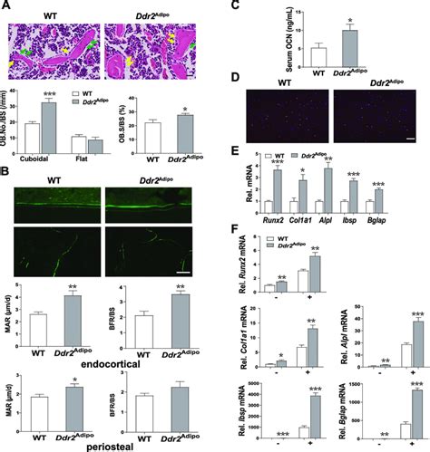 Bone Formation Is Stimulated In Ddr2 Adipo Mice A Representative Hande