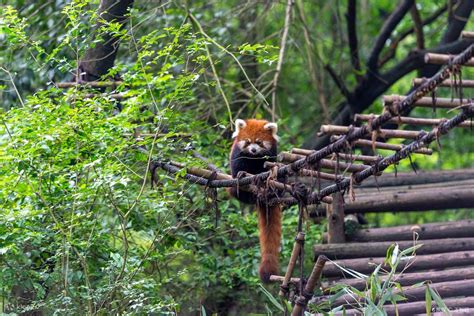 Chengdu Research Base Of Giant Panda Breeding Half Day Tour Chinese And English Tour Guide