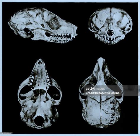 Skull Bones Research Evolution Research Piece Gray Mouse Lemur