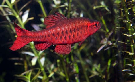 Top 10 Types Of Barb Fish Species For Your Freshwater Fish Tanks