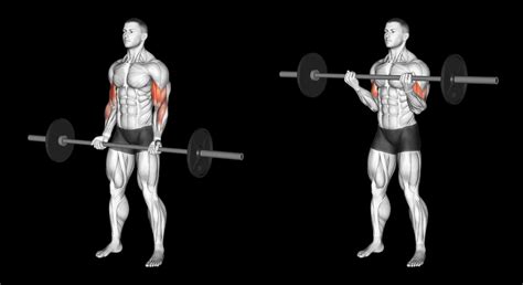 Barbell Curl Guide Muscles Worked Tips Athlemove