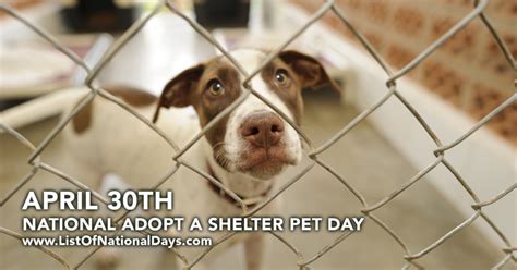 National Pet Adoption Day 2024 - Carmen Kristel