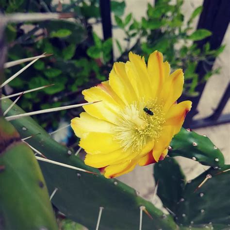 Boris Loredo Flor Con Espinas Facebook