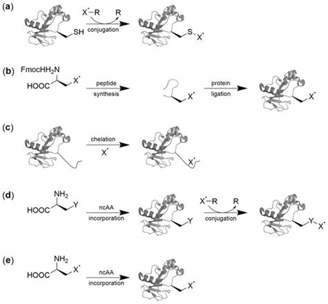 Ijms Special Issue Expanding And Reprogramming The Genetic Code