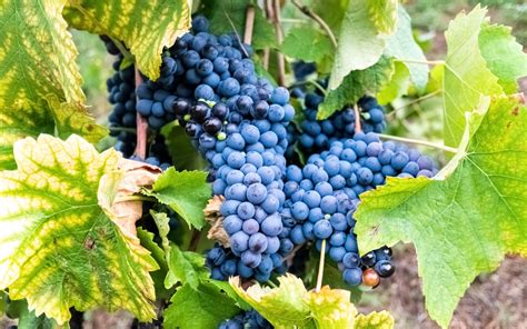 Resveratrol Benefits - Review the Latest Research