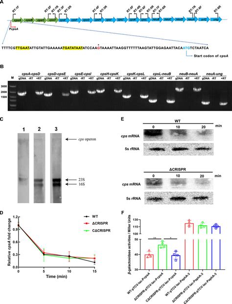 Crrna Inhibits The Expression Of Cps By Repressing Promoter Activity