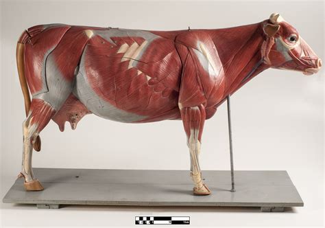 Muscle Anatomy Model Of A Cow Cow Anatomy Chart Cow Leg Anatomy Cow