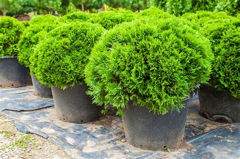 Dwarf Evergreen Shrubs Types