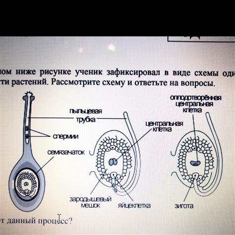 На представленном ниже рисунке ученик зафиксировал в виде схемы один из процессов