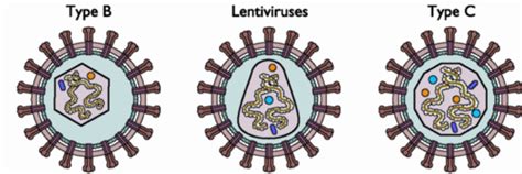 Lecture 13 Hiv Flashcards Quizlet