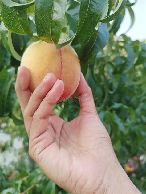 Hand Picked Peach Stock Image Image Of Produce Peach