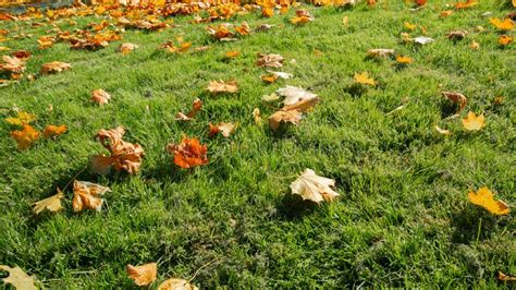 Green Grass In Red Yellow And Orange Fallen Maple Leaves Beautiful
