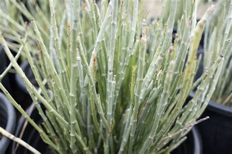 Candelilla — Gdnc Nursery