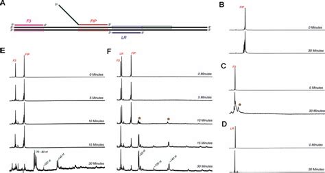 Multiple Primers Are Required For Efficient Lamp Initiation A Download Scientific Diagram