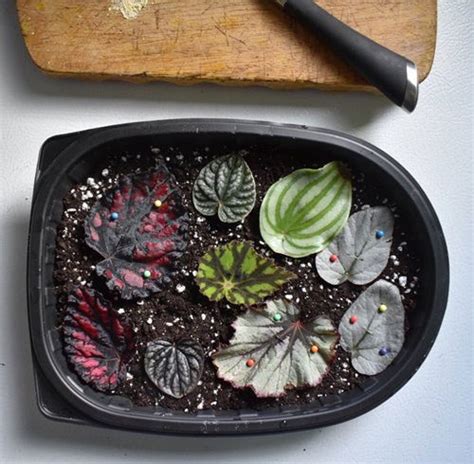 How To Propagate Begonias Best Ways Balcony Garden Web