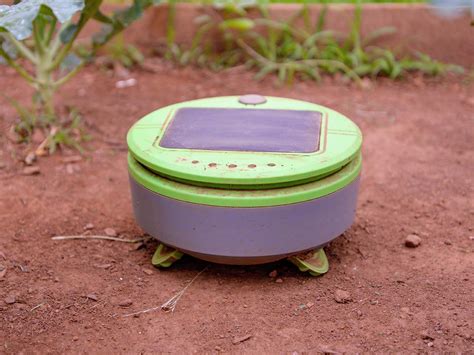 Tertill Weeding Robot Review Can A Robot Weed Your Garden