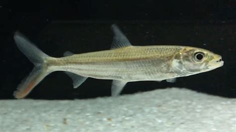 Vittatus African Tiger Fish Youtube