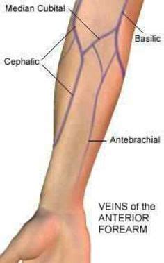 Phlebotomy Veins Diagrams