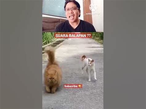 KUCING BERTABRAKAN !! REACT MEME KOCAK LUCU #belajarlucu #shorts #reaction #lucu #ngakak - YouTube