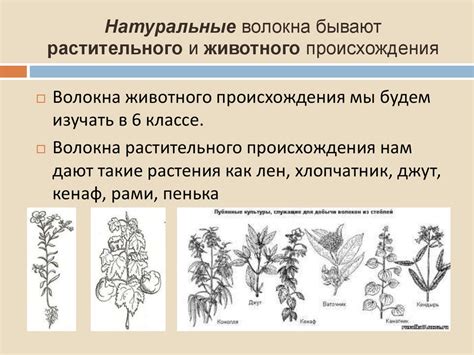 Натуральные волокна растительного происхождения - презентация онлайн