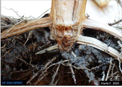 North Florida Corn Fusarium Crown Root Rot Causing Major Damage Proag