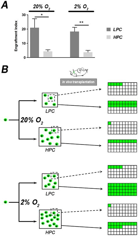 In Vivo Engraftment Potential Of Lpc And Hpc Single Cells A Graphs Download Scientific