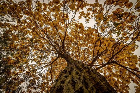 Tree Perspective Yellow Free Photo On Pixabay Pixabay
