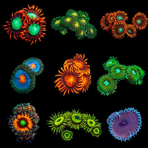 5 Piece Zoanthid Zoanthid Starter Pack Riptide Aquaculture Llc