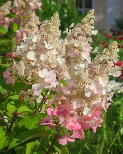 Zone 3 Flowering Trees 9 Stunning Cold Hardy Ornamentals