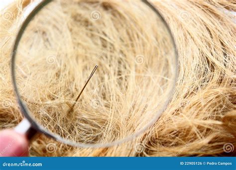 find a needle in the haystack royalty free stock image image 22905126
