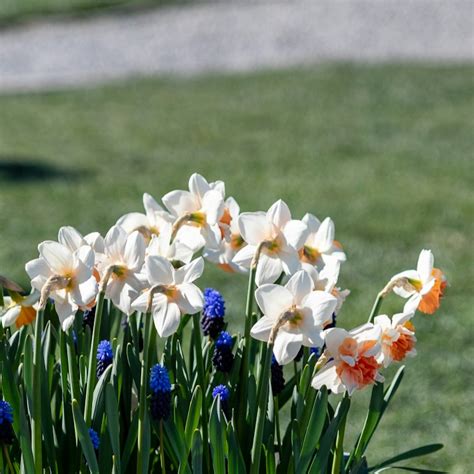 گل نرگس نگارخانه متن نگار