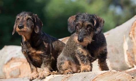 Miniature Wirehaired Dachshund Breed Guide Tips Care And Cost