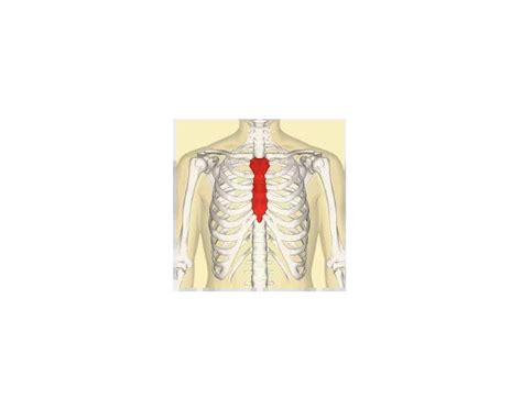 Irsc Bscl 2085 Parts Of Setnum Quiz