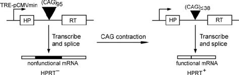 Selection Assay For Transcription Induced Contraction Of Cag Repeats