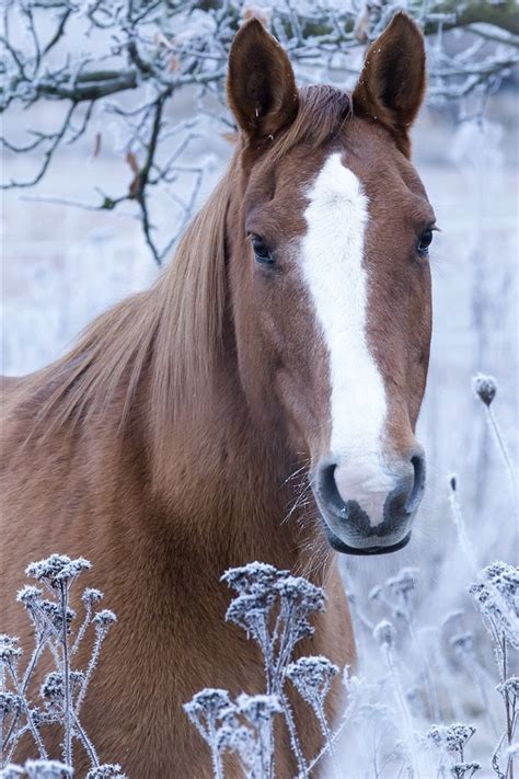 Wallpaper Brown Horse In The Winter Snow Trees 2560x1600 Picture Image