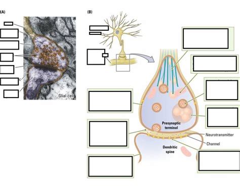 Neuron Synapse Quiz