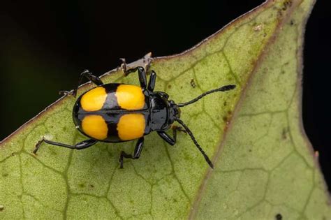 Yellow Beetle