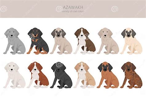 Azawakh All Colours Clipart Different Coat Colors And Poses Set Stock