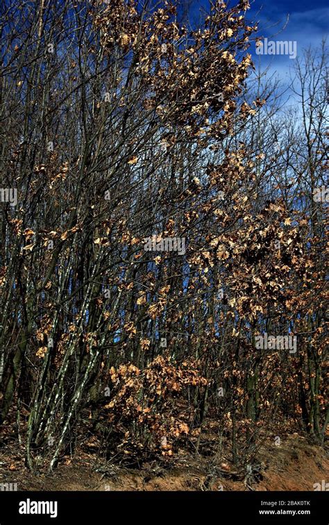 Autumn Forest Silver Beech Tree Trunks Against The Dry Leaves Dry Yellow Leaves On Land