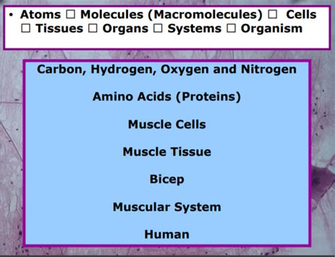 Cell Biology Flashcards Quizlet