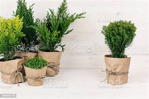 베이지색 나무 테이블에 복사 공간 수 제 화분에 구색 젊은 녹색 침 엽 수 식물 개체 그룹에 대한 스톡 사진 및 기타 이미지