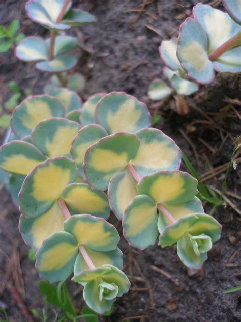 Melsvasis šilokas Mediovariegatum Sedum Sieboldii
