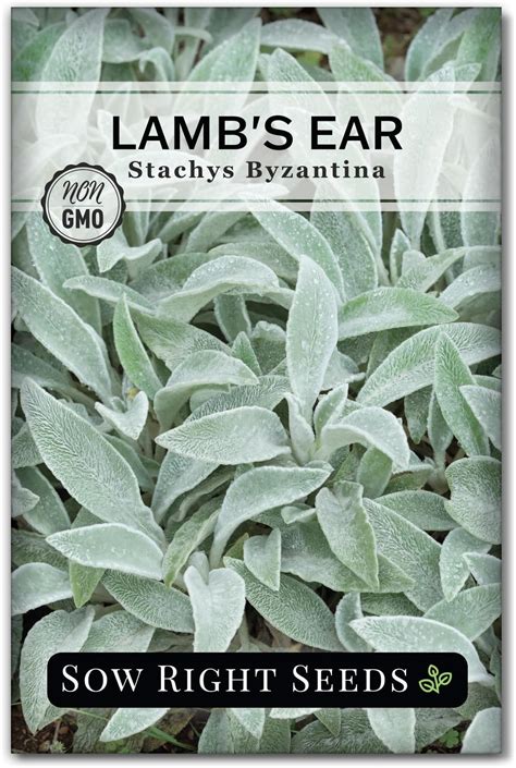 Sow Right Seeds Lambs Ear Seeds For Planting Non Gmo