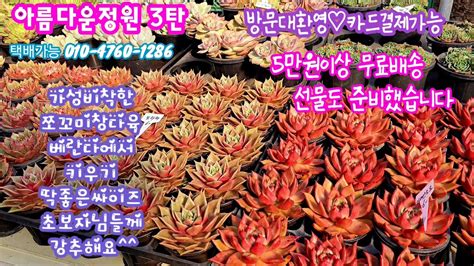 아름다운정원3탄 가성비착한 쪼꼬미 창다육 20여종 세일된가격에 찜하세요 5만원이상 선물증정 ♡보라해♡뫼비우스금♡왈츠♡로시아♡레드와인♡간츠♡블루드레곤♡비츠에보니