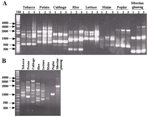 Rapd Fingerprints Of All The Dna Samples With Primers A Rapd 1 Download Scientific Diagram
