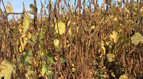 The Earliest Maturing Soybean Varieties From Northstar Genetics Northstar Genetics Canada