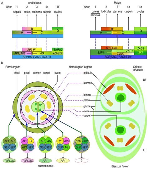 Genetic Regulation Of Maize Flower Development And Sex Determination Fig … Qinglin Li