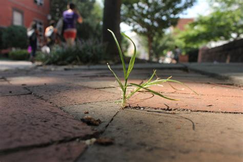 Tiny Sapling By Sakura223 On Deviantart