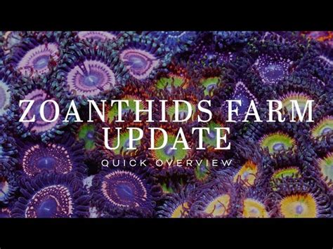 Rare Zoanthids
